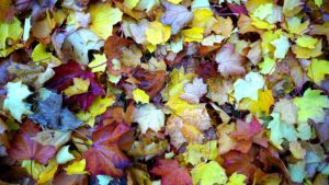 Learn All About Leaves - Science Lesson & Projects | HST