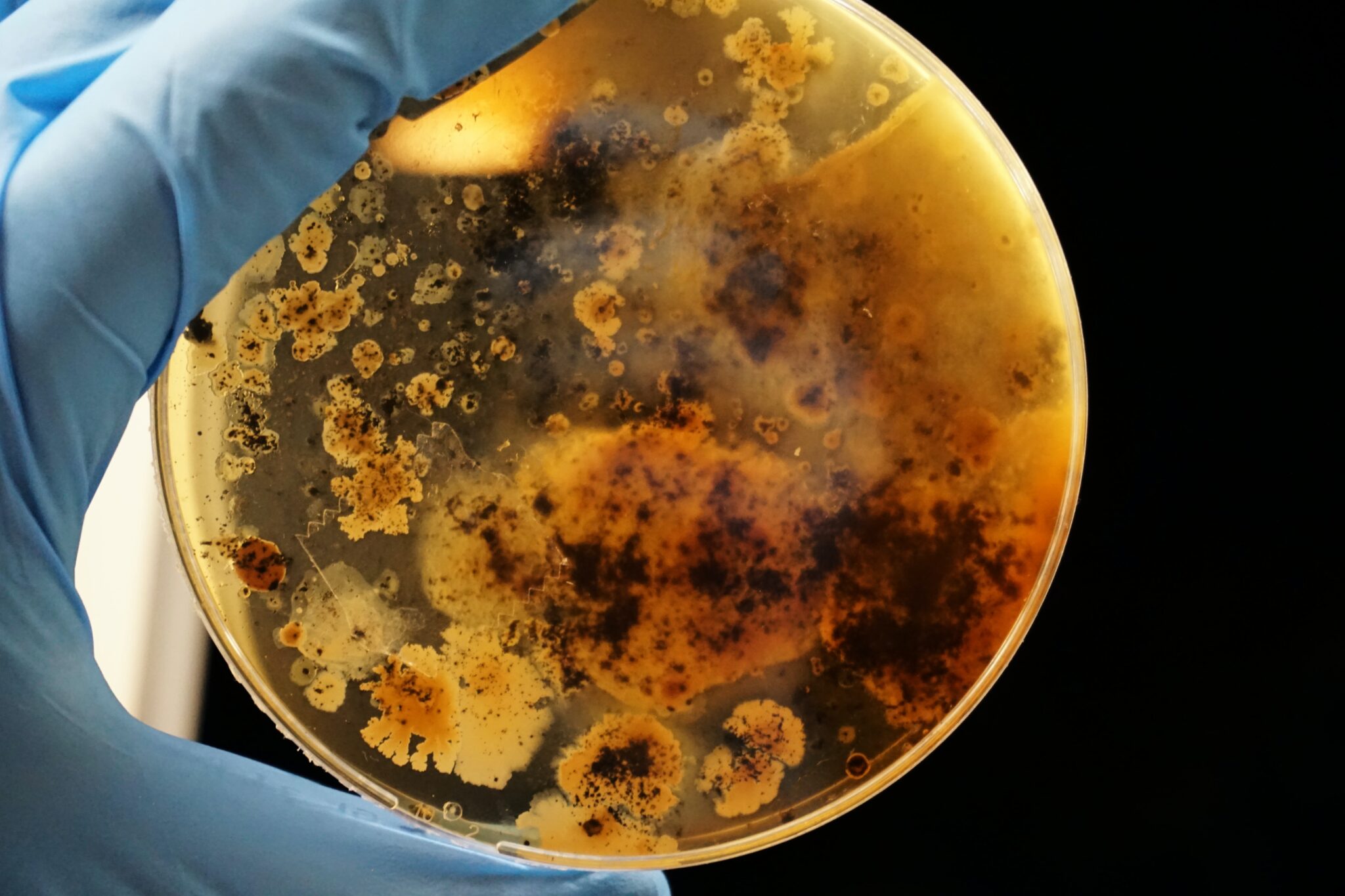 Biology Science Fair Project Ideas | Home Science Tools