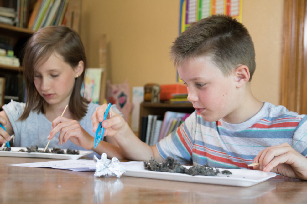 owl pellet dissection