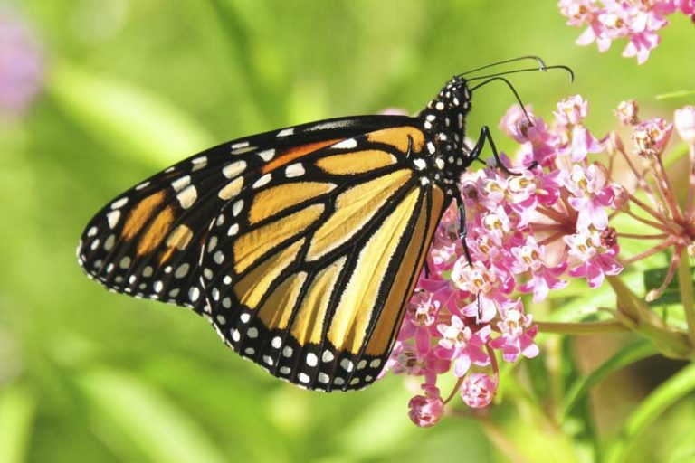 Science Projects by Grade: Elementary, Middle school, High School