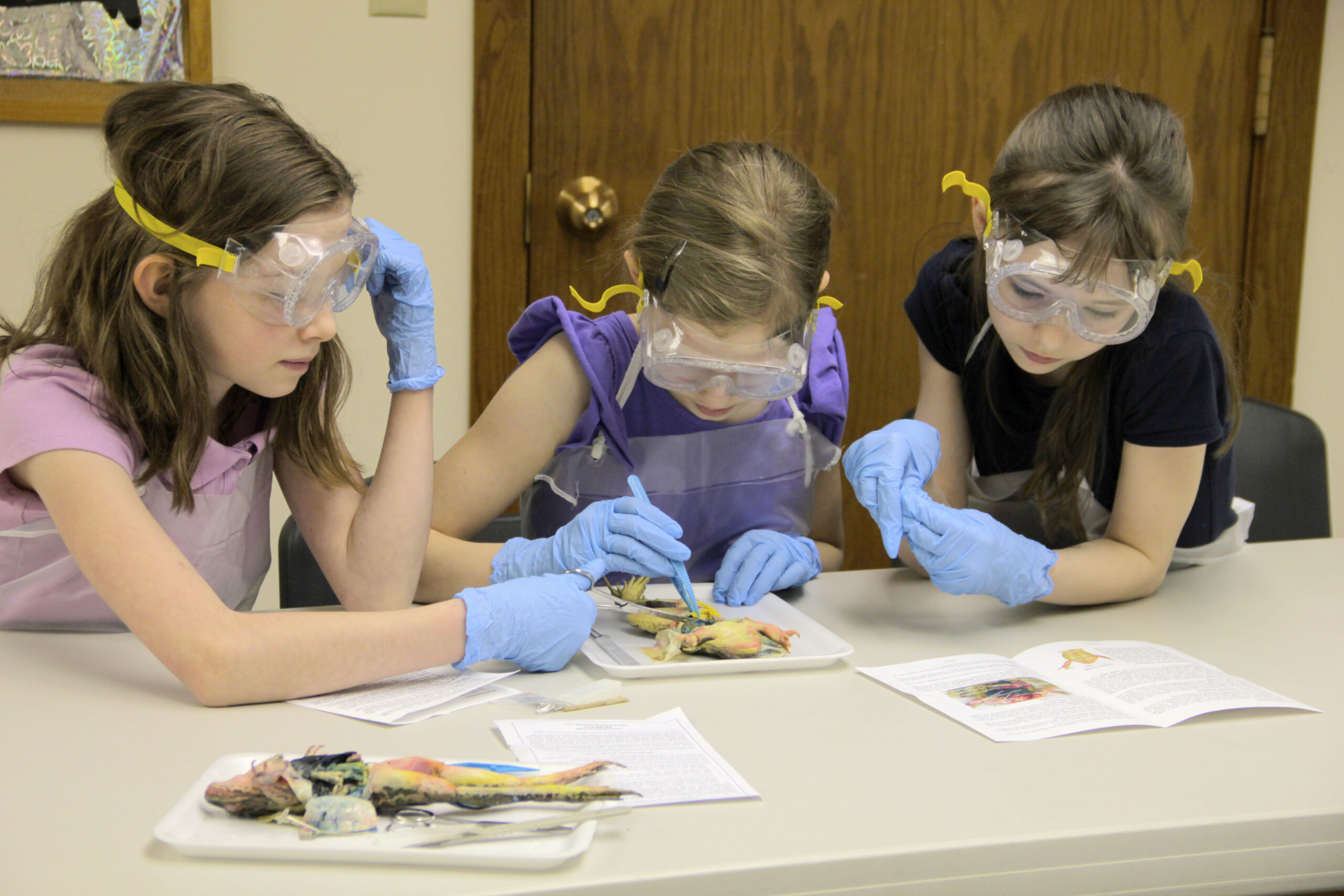 Frog Dissection Guide High School Science Lesson HST Frog Dissection Guide High School Science Lesson HST